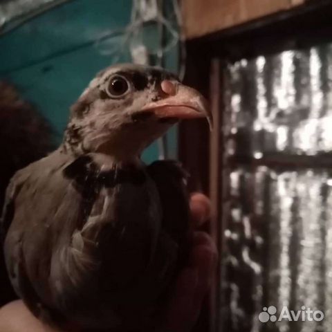 Кеклик самцы