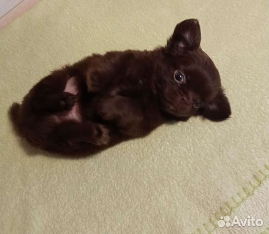 Шоколадный мальчик чихуахуа 1,5 мес