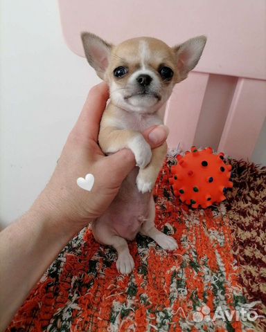Микро мальчик чихуахуа Никита