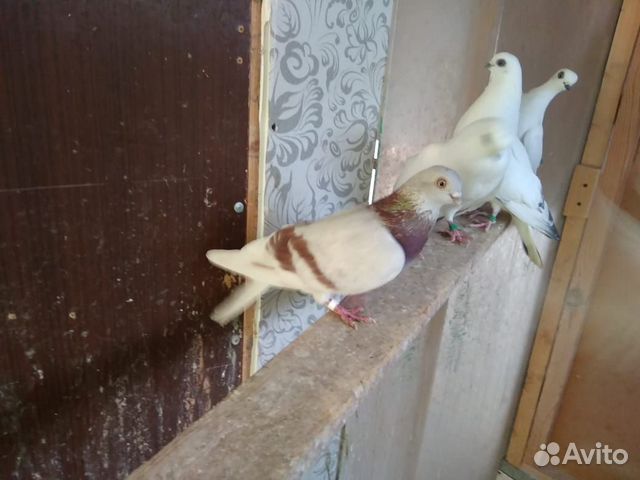Продаю голубей