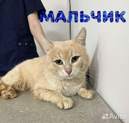 Кот Бублик