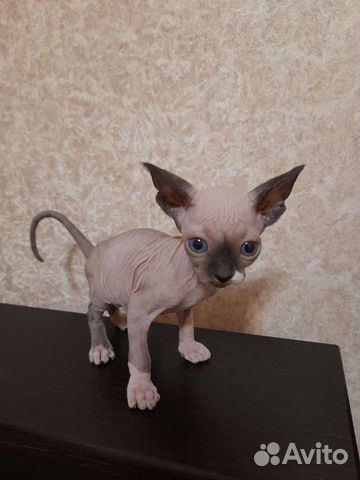 Канадский сфинкс котенок сиамский котёночек кот