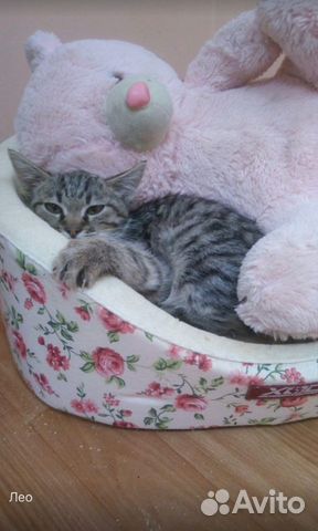 Большеглазый котенок Лео