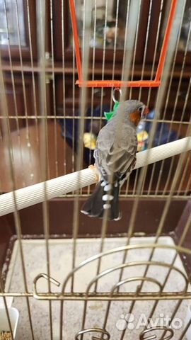 Зебровые амадины