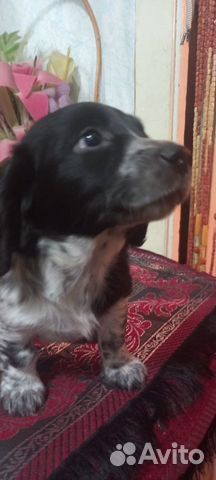 Щенки кокер спаниеля