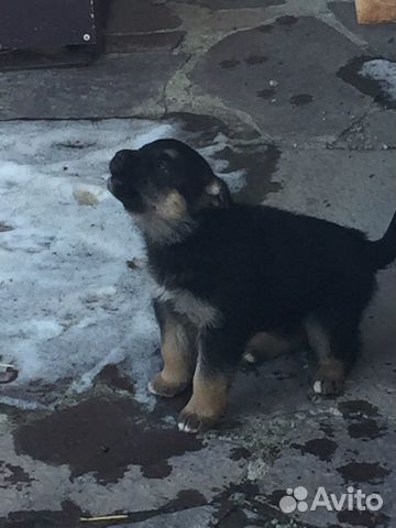 Щенок овчарки(девочка)