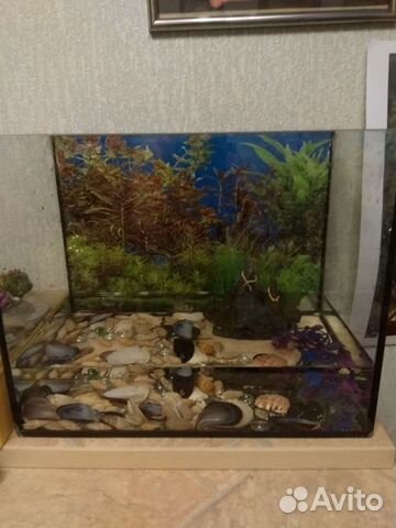 Аквариум с сомиком
