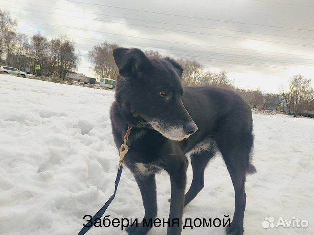 Песик из приюта хочет домой