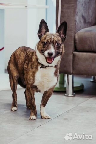 Маленькая собака в дар