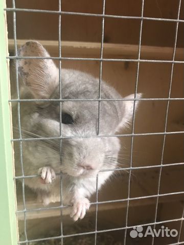 Шиншилла с клеткой