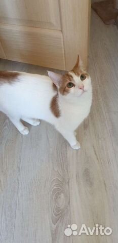 Котик Рыжик ищет семью