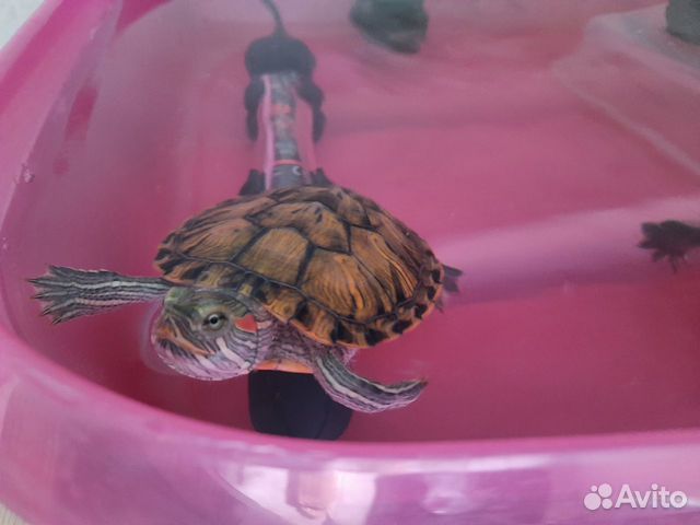 Отдам в добрые руки красноухих черепашек