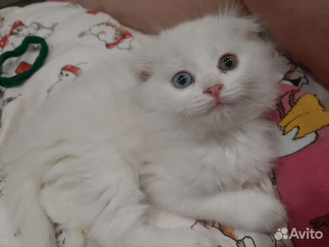 Кошки вислоухие