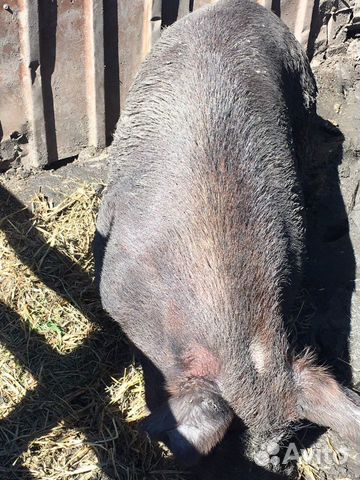 Кабан производитель дюрок