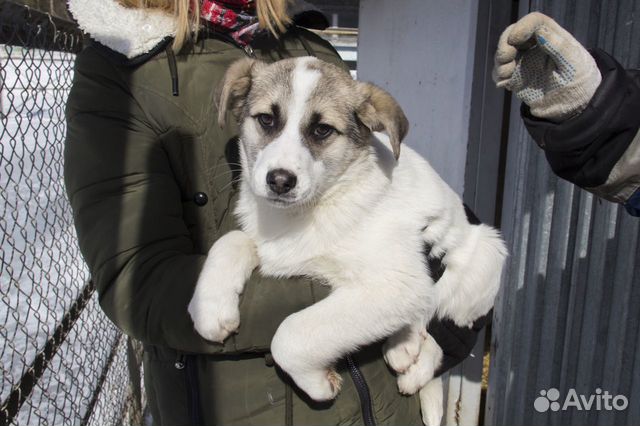 Малышок-щенок ищет семью