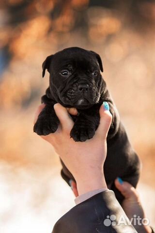 Американский булли