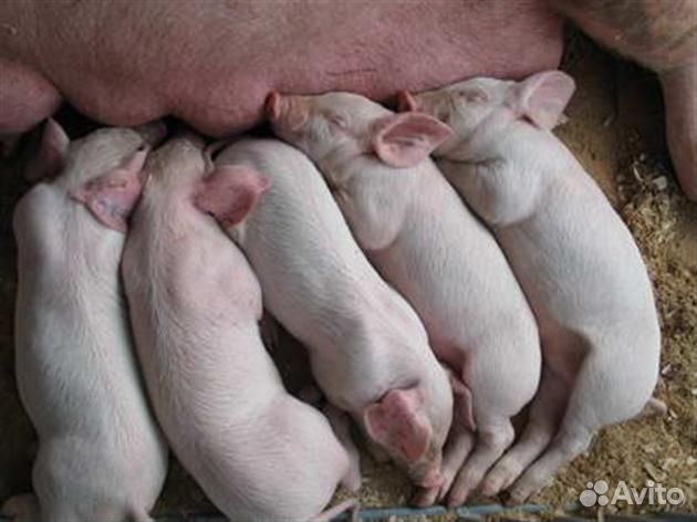 Поросята