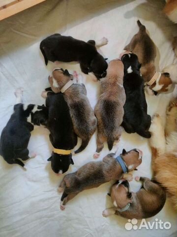 Вельш корги пемброк под резерв