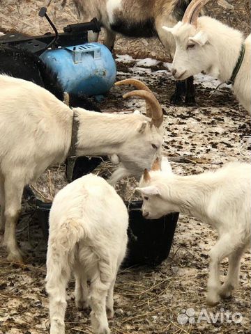 Коза дойная