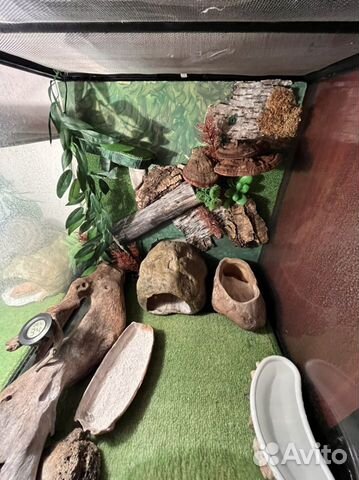 Самки эублефаров с террариумом