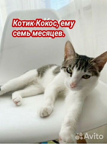 Котенок