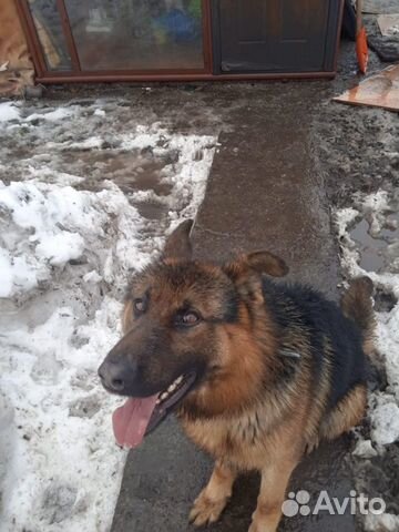 Вязка кабеля "немецкая овчарка"