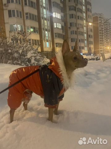 Вязка той терьер мальчик