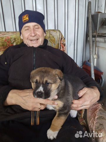 Отдам в хорошие руки щенка