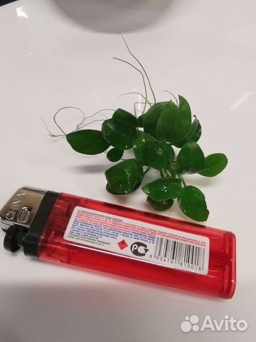 Анубиас нано петит