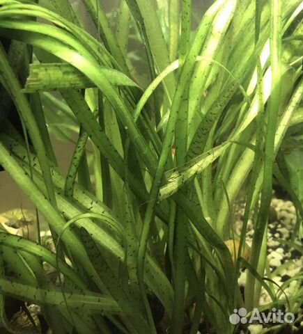 Валлиснерия тигровая (подросток)