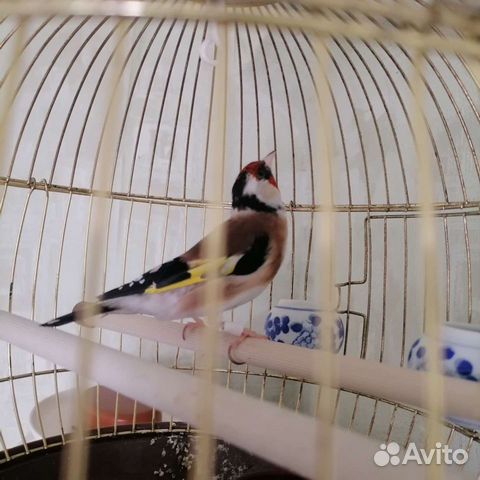 Щегол с клеткой