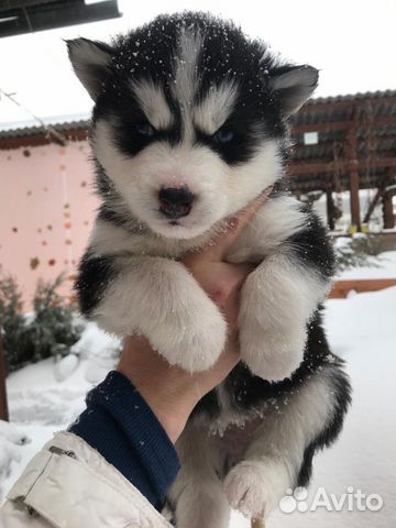 Щенки сибирской хаски