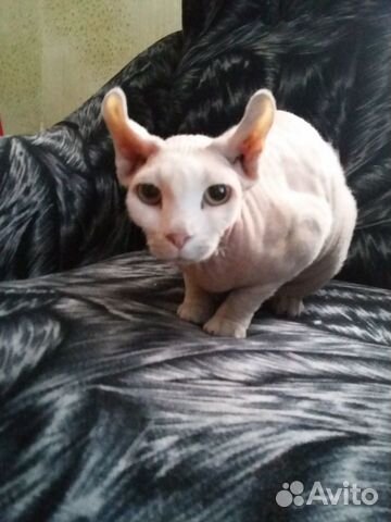 Найдена кошечка Сфинкс