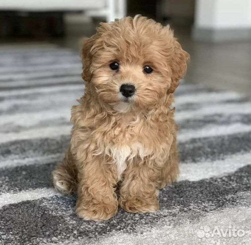 Мальтипу Генри