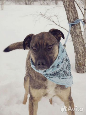 Милый и ласковый, но беспородный и приютский