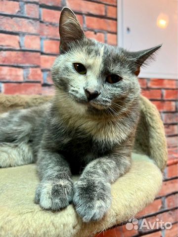 Котенок девочка Лилу 8 мес