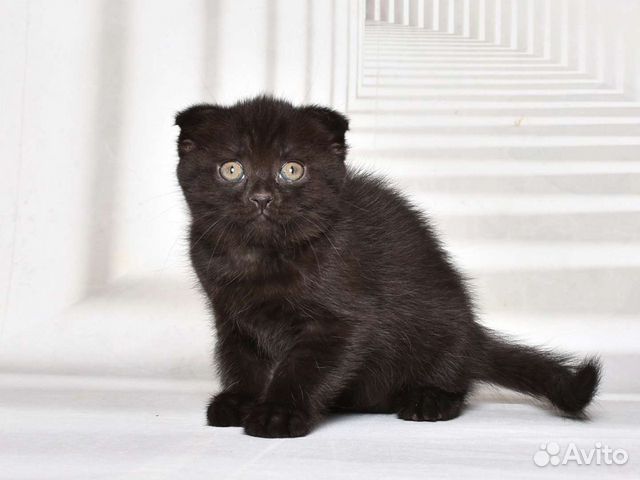 Шотландский скоттиш килт