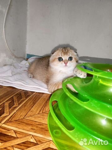 Прекрасные золотые котятки