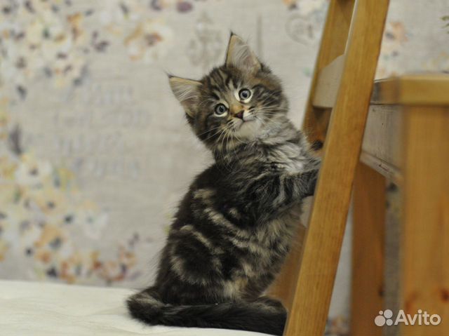 Норвежские лесные котята с родословной