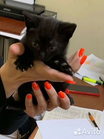 Умная девочка в дар