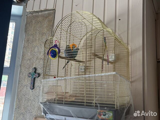 Волнистые попугаи + клетка и корм