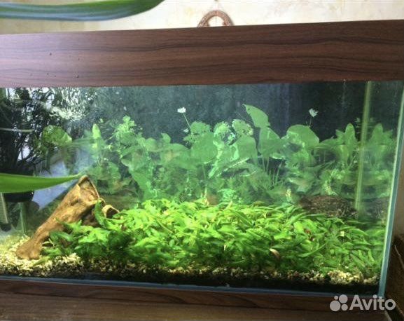 Аквариум