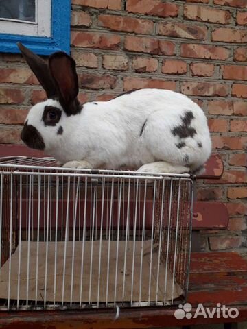 Кролики нпв