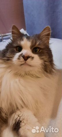 Шикарный кот Яша