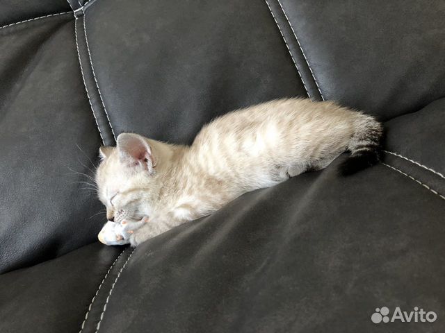 Котята бенгалы