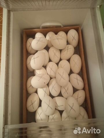 Яйцо гусиное инкубационное