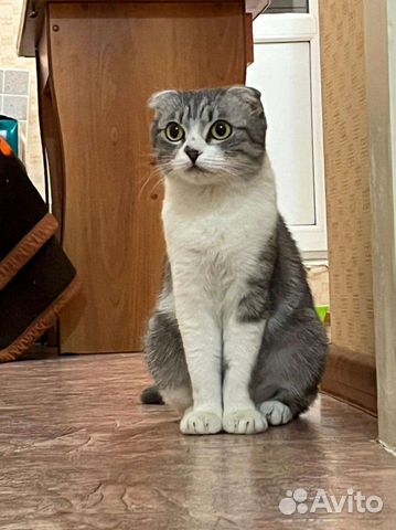 Вислоухая кошка красавица