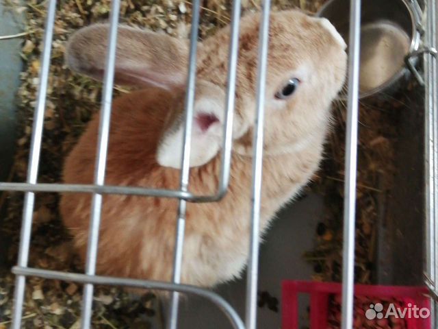 Заяц декоративный