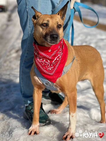 Собака в добрые руки