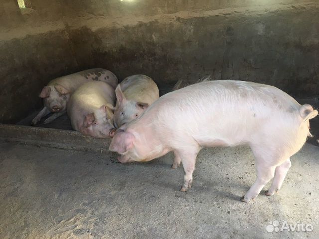 Свиньи ландрасы